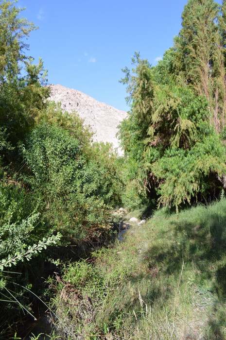 Valle de Codpa :: Extremo-norte de Chile